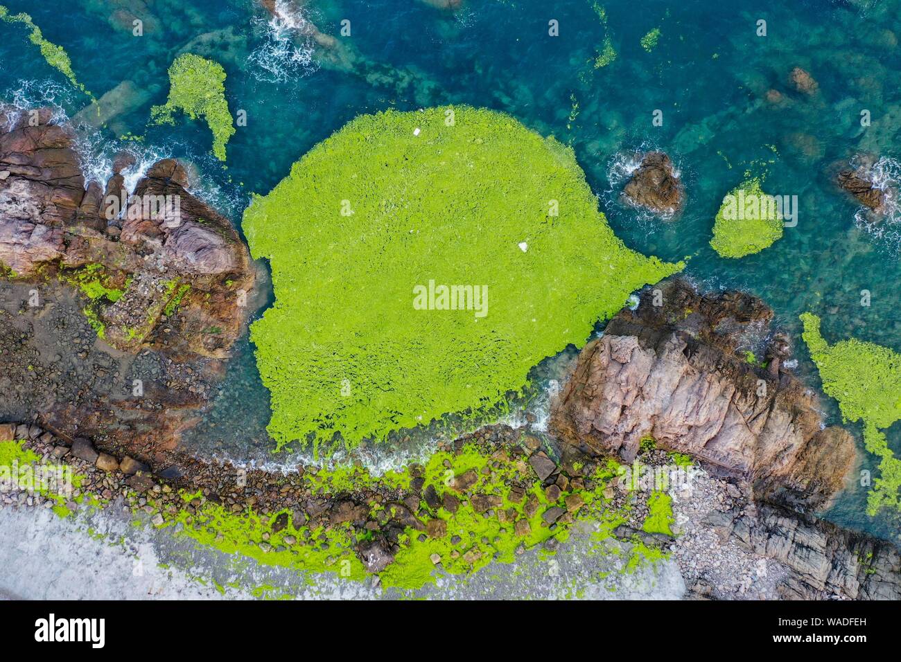 The sea water is covered with blue-green algae bloom along the beach in ...