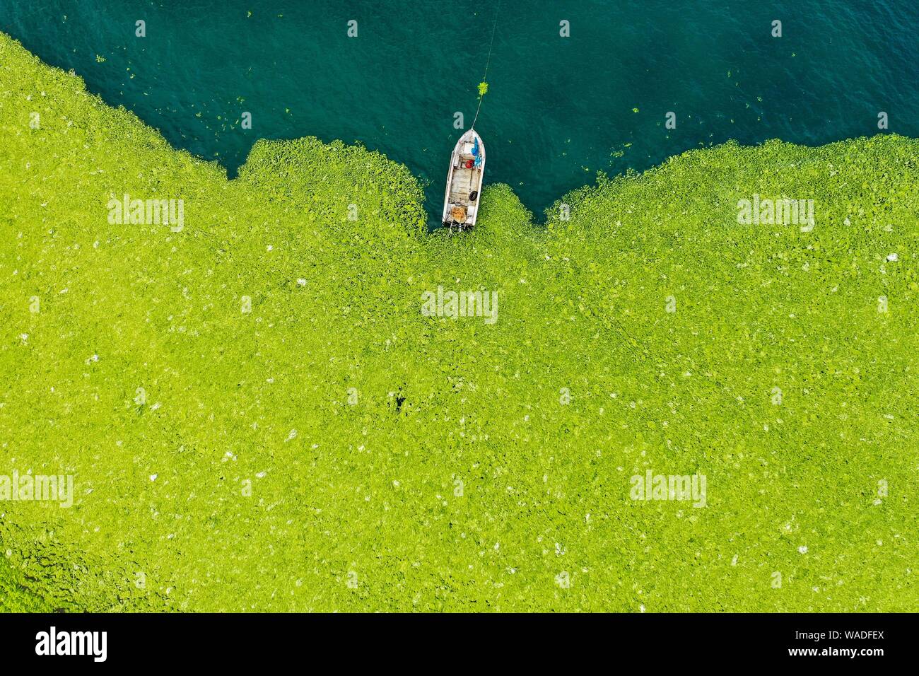 The sea water is covered with blue-green algae bloom along the beach in ...