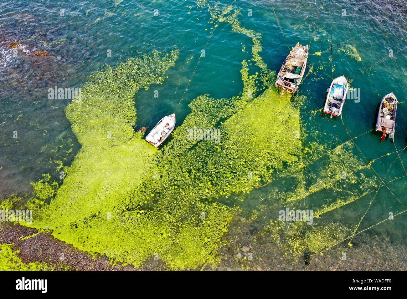 The sea water is covered with blue-green algae bloom along the beach in ...