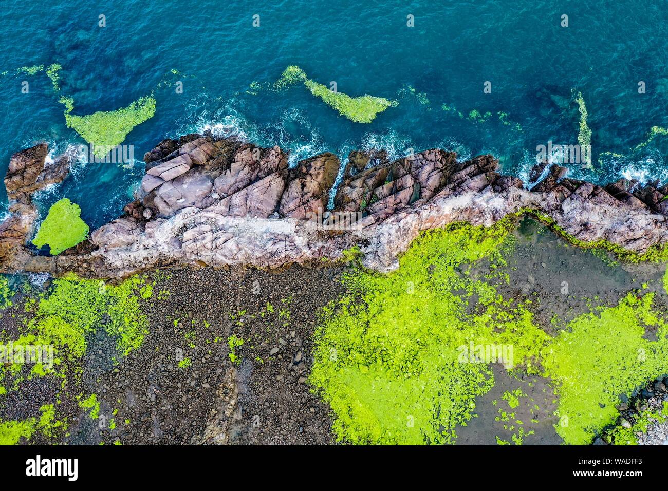 The sea water is covered with blue-green algae bloom along the beach in ...