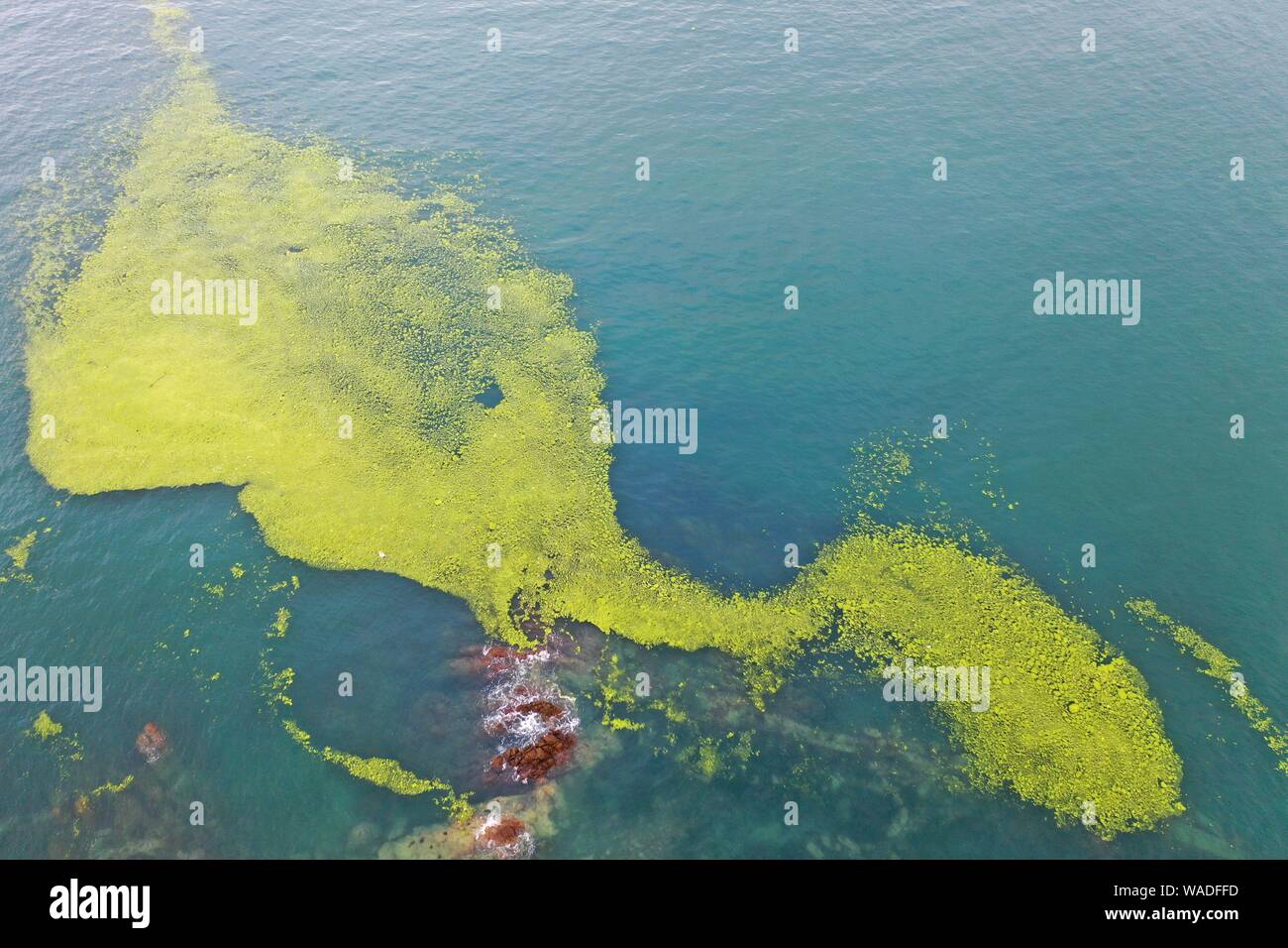 The sea water is covered with blue-green algae bloom along the beach in ...
