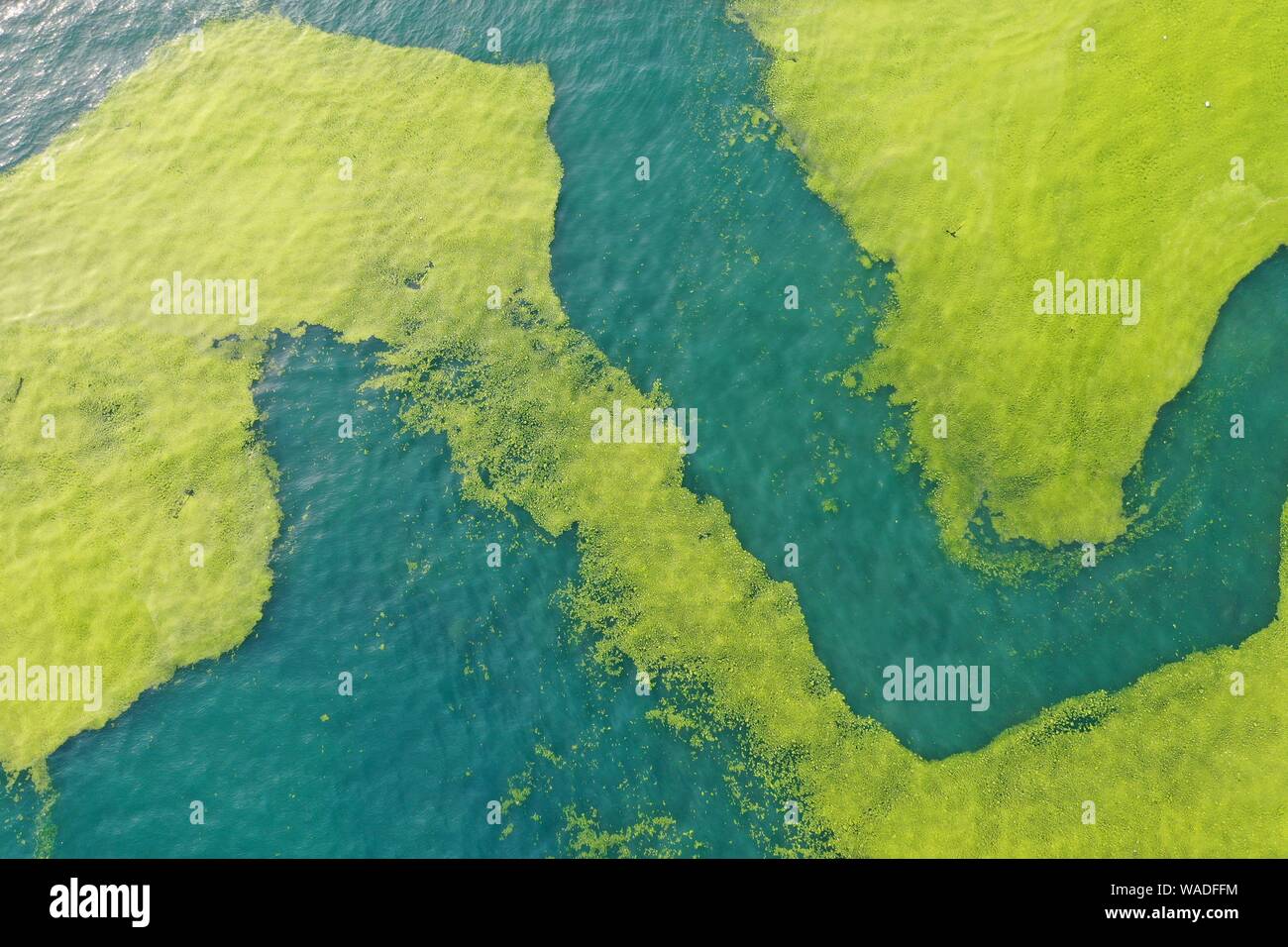 The sea water is covered with blue-green algae bloom along the beach in ...