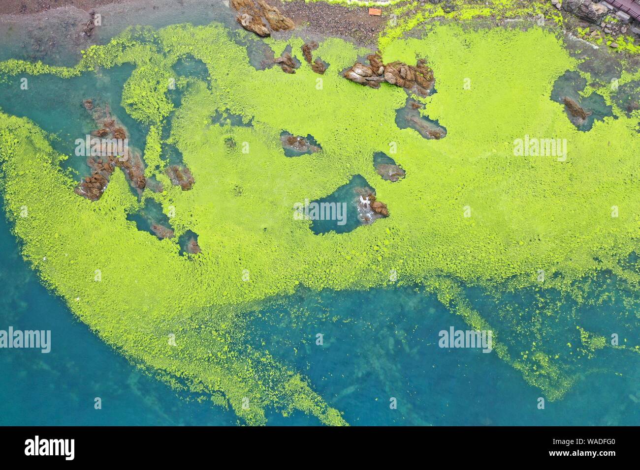 The sea water is covered with blue-green algae bloom along the beach in ...