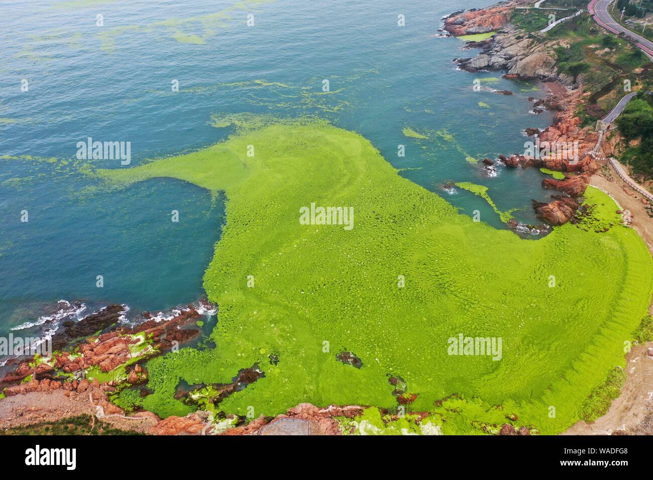 The sea water is covered with blue-green algae bloom along the beach in ...