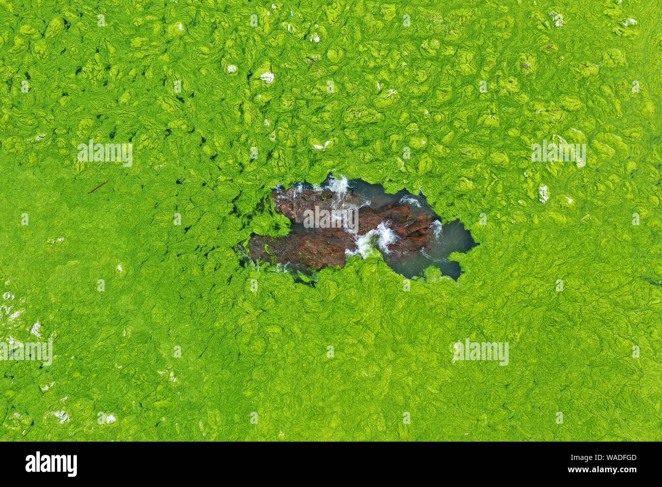 The sea water is covered with blue-green algae bloom along the beach in ...