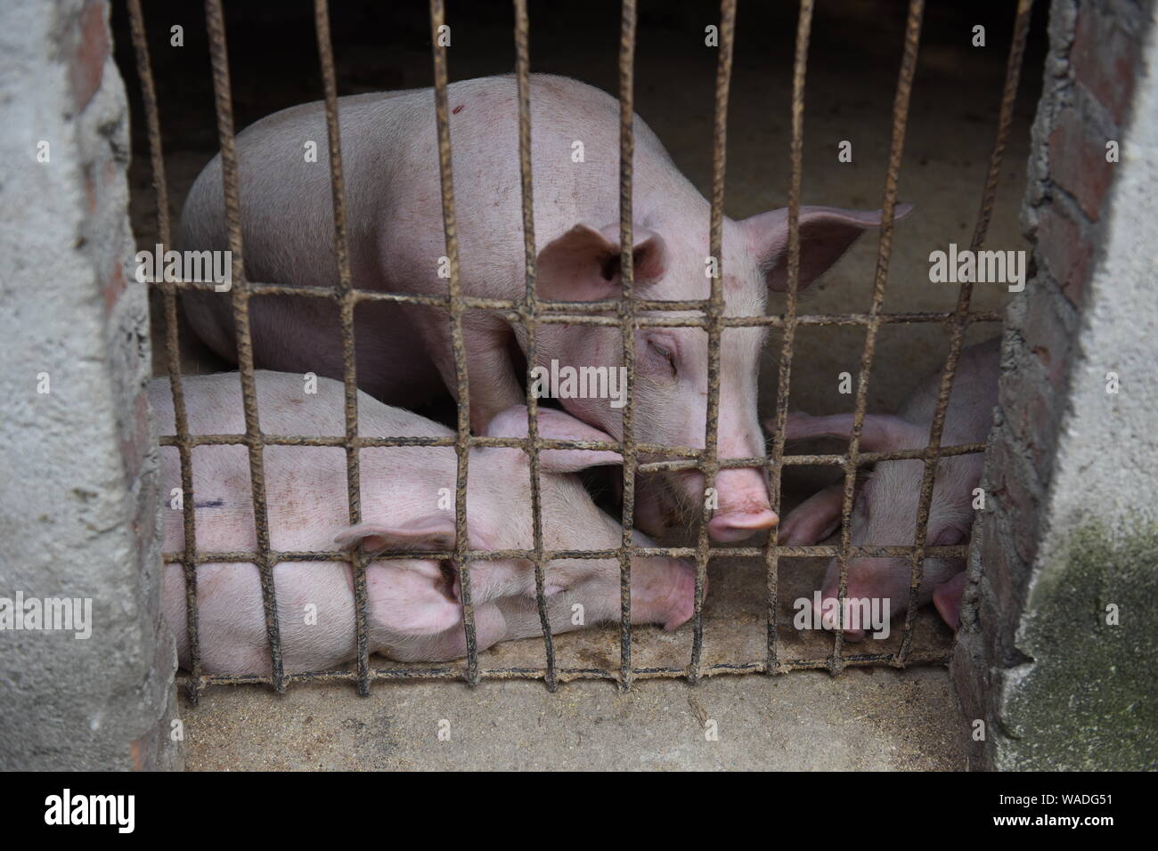 Hogs are pictured at a pig farm in Linquan county, Fuyang city, east ...