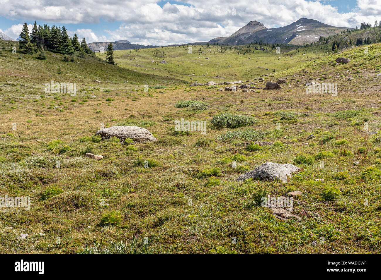 Alpine Meadow at Sunshine Meadows Stock Photo - Alamy