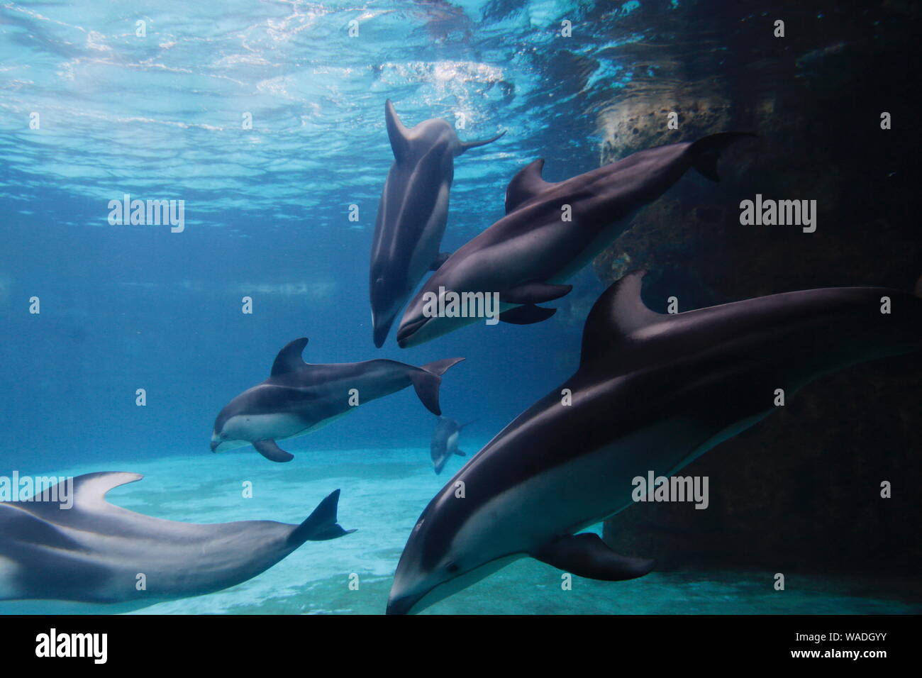 Three pacific white-sided dolphin cubs and its mother play and perform ...