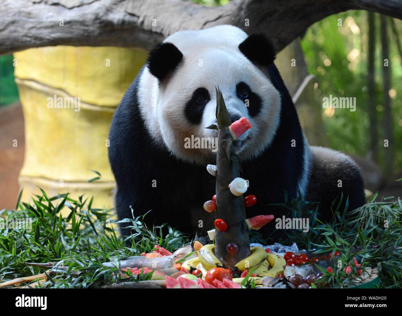 One of the world's only surviving giant panda triplets Ku Ku, enjoys a ...