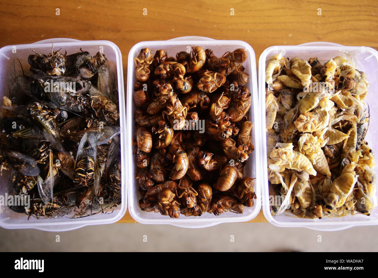 Fried cicadas, golden cicadas, and cicada sloughs made by the wife of ...