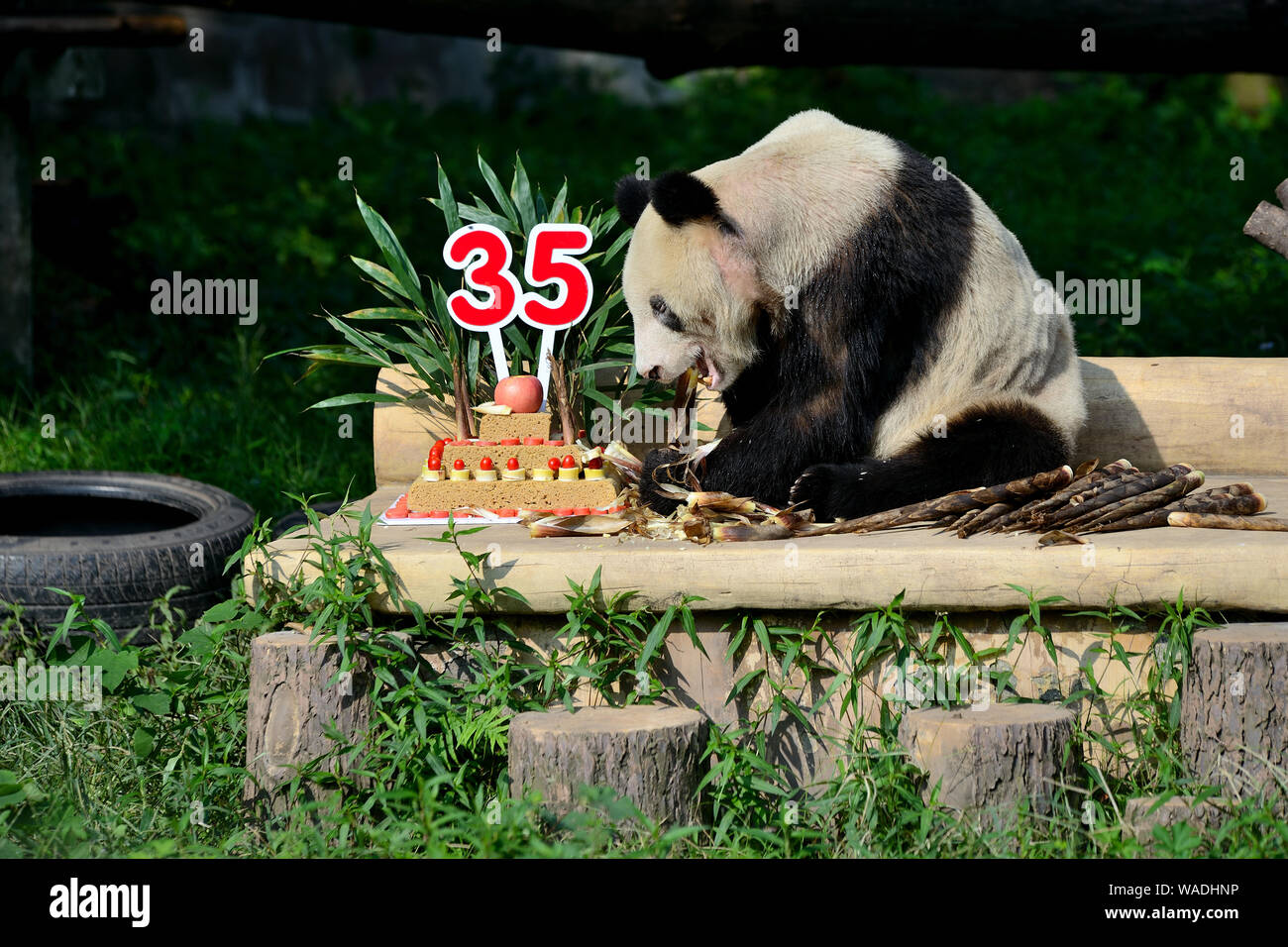 --FILE--The world's oldest captive giant panda Xinxing eats bamboo ...