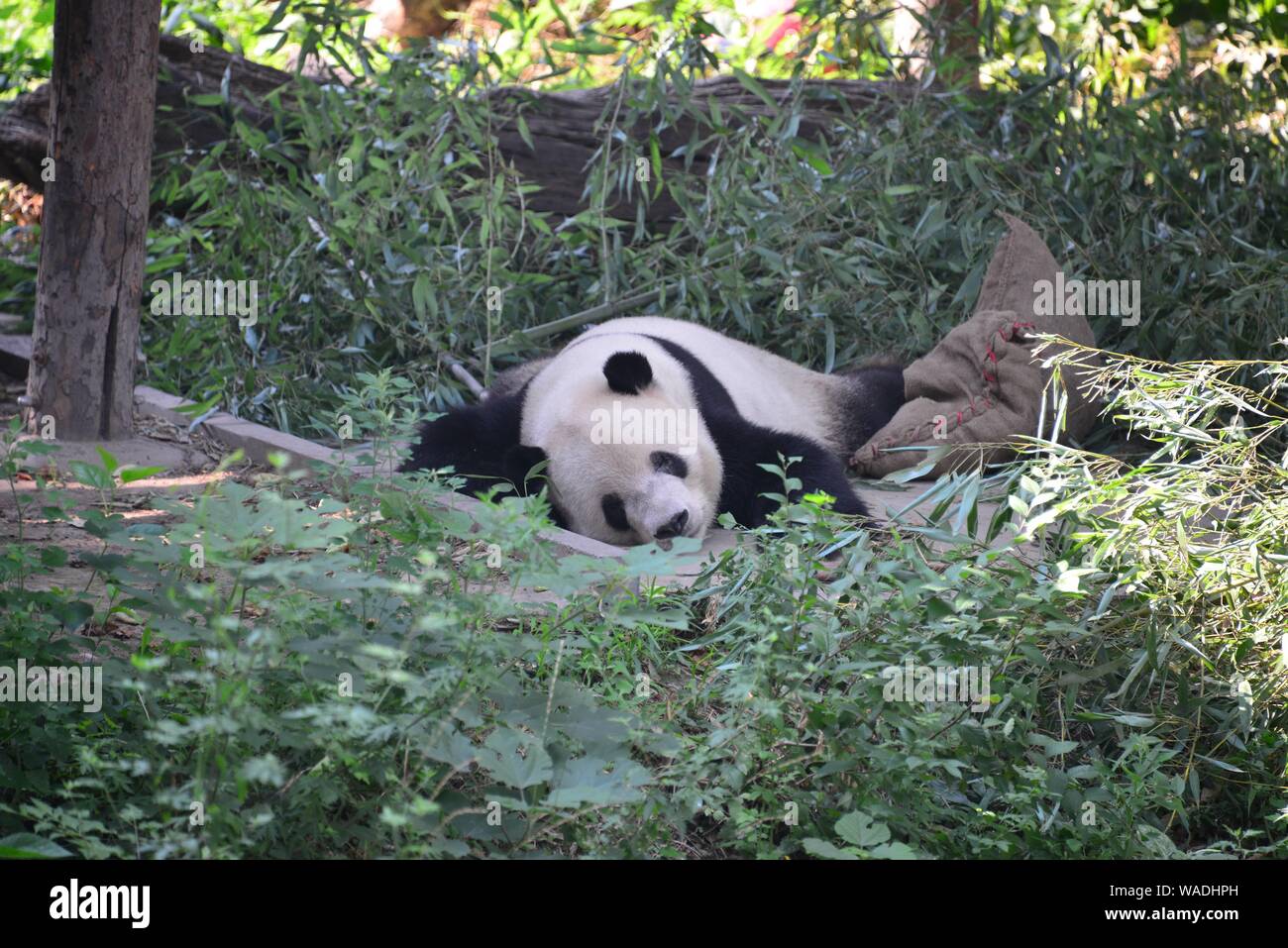 Giant Pandas lie still either on the tree or in the shadow to prevent ...