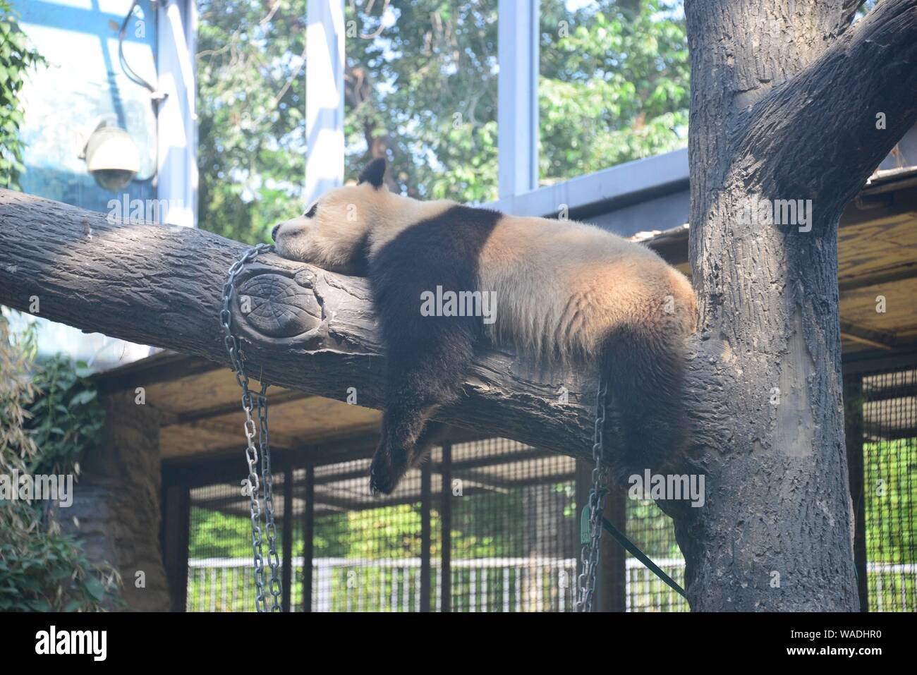 Giant Pandas lie still either on the tree or in the shadow to prevent ...