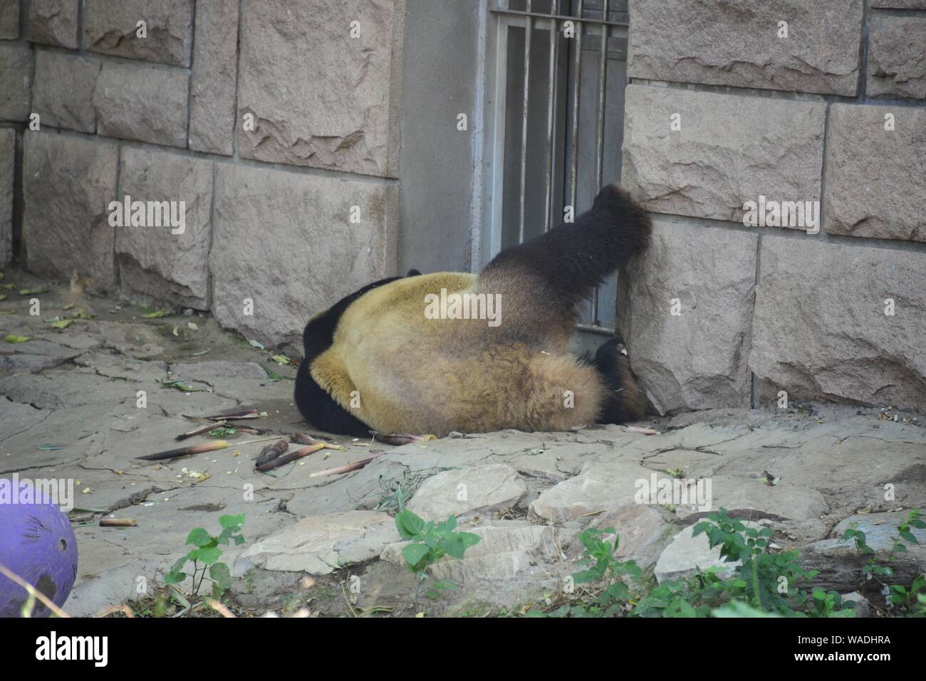 Giant Pandas lie still either on the tree or in the shadow to prevent ...