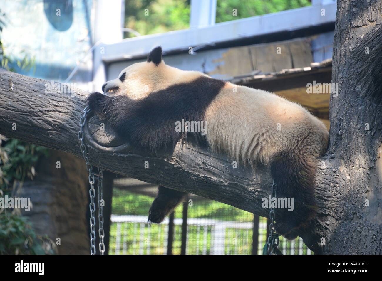 Giant Pandas lie still either on the tree or in the shadow to prevent ...