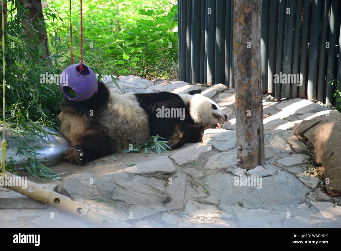 Giant Pandas lie still either on the tree or in the shadow to prevent ...