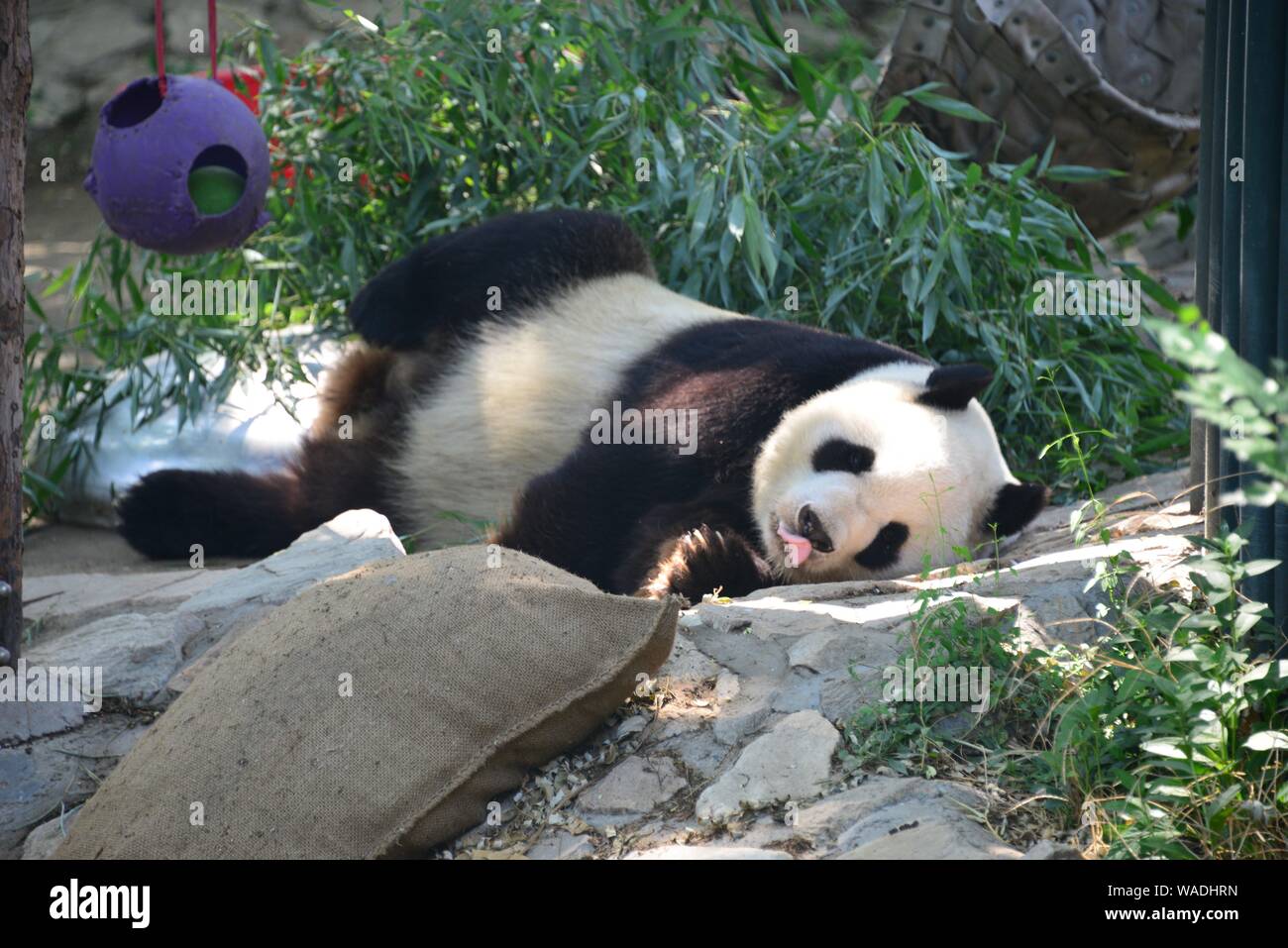 Giant Pandas lie still either on the tree or in the shadow to prevent ...