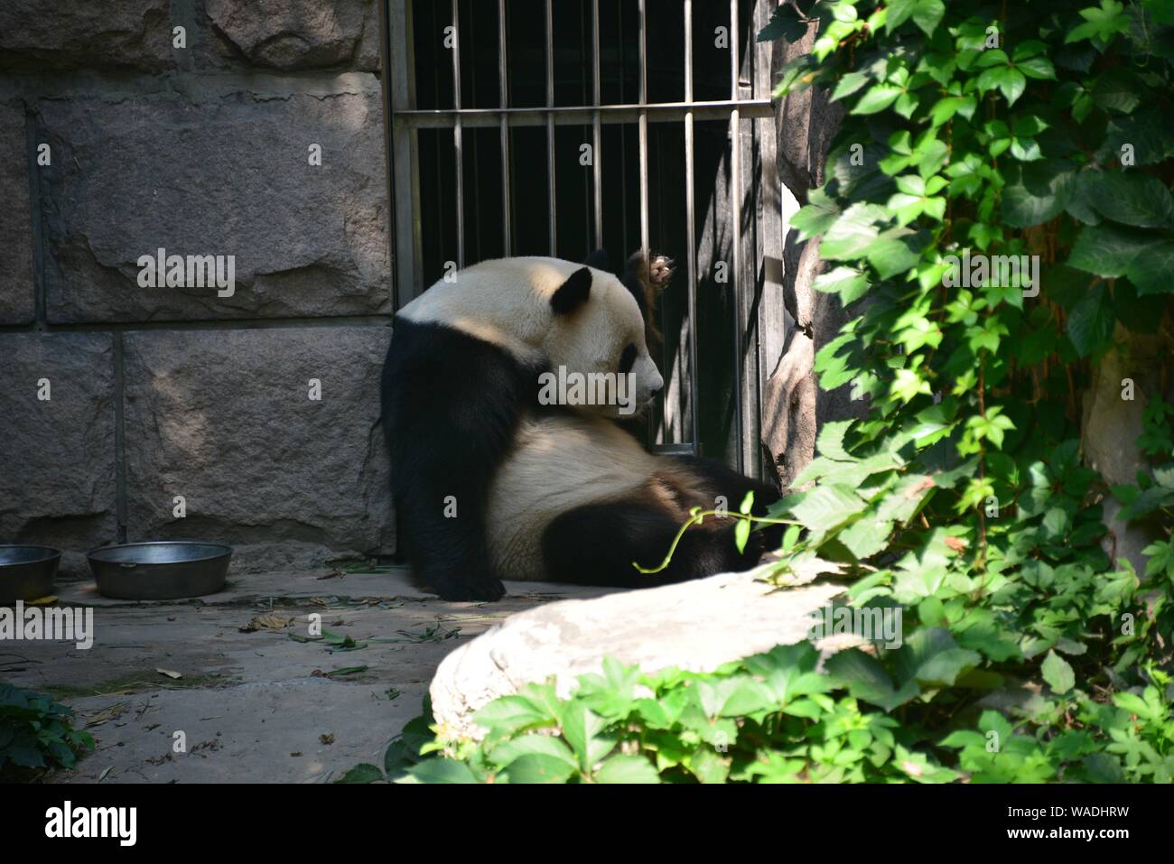 Giant Pandas lie still either on the tree or in the shadow to prevent ...