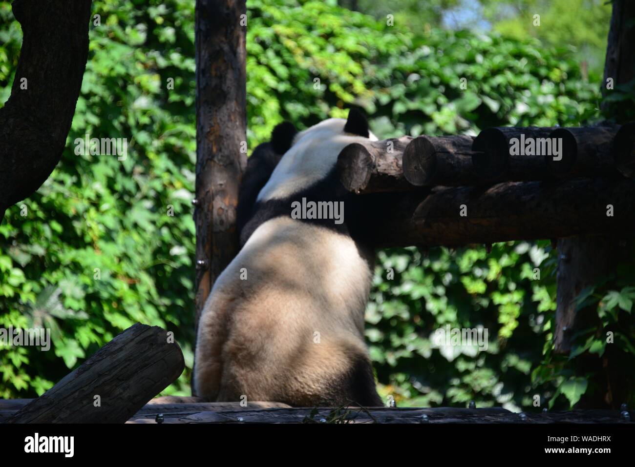 Giant Pandas lie still either on the tree or in the shadow to prevent ...