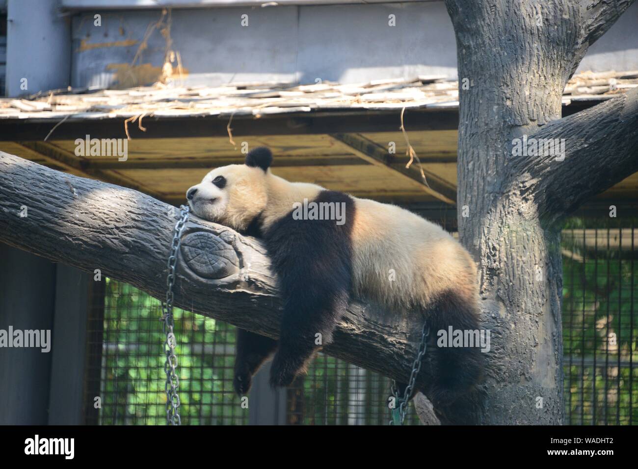 Giant Pandas lie still either on the tree or in the shadow to prevent ...