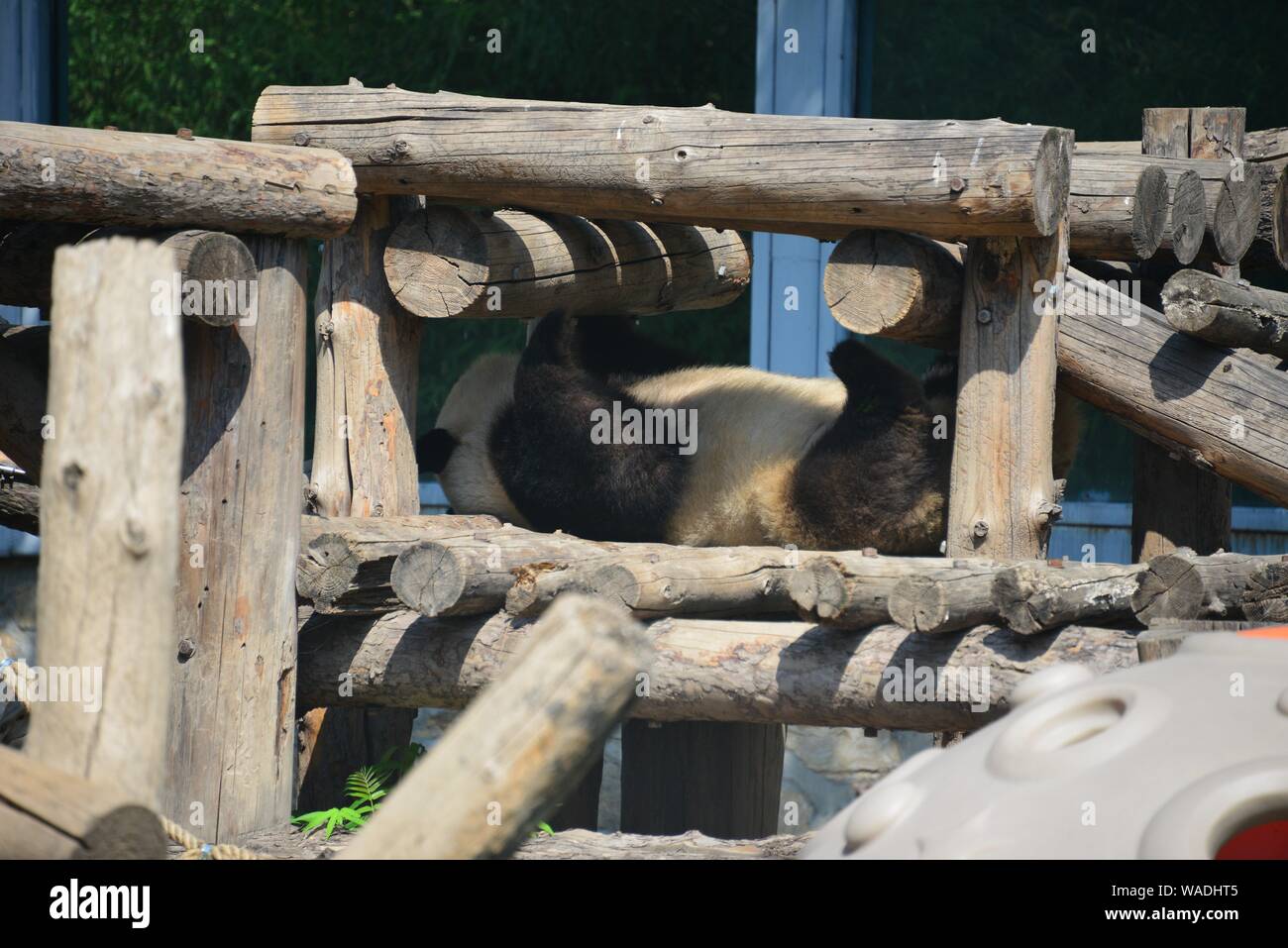 Giant Pandas lie still either on the tree or in the shadow to prevent ...