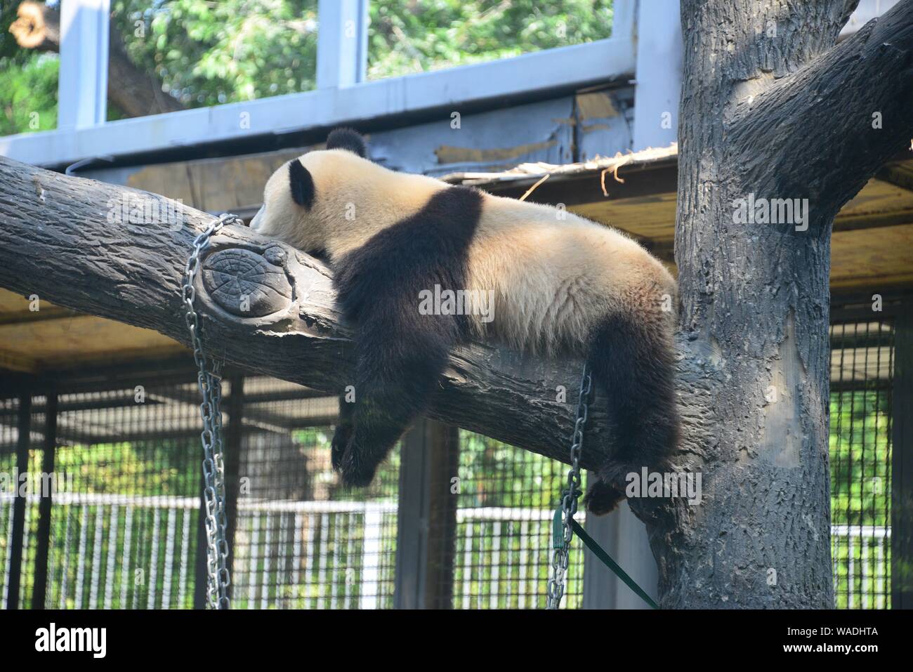 Giant Pandas lie still either on the tree or in the shadow to prevent ...