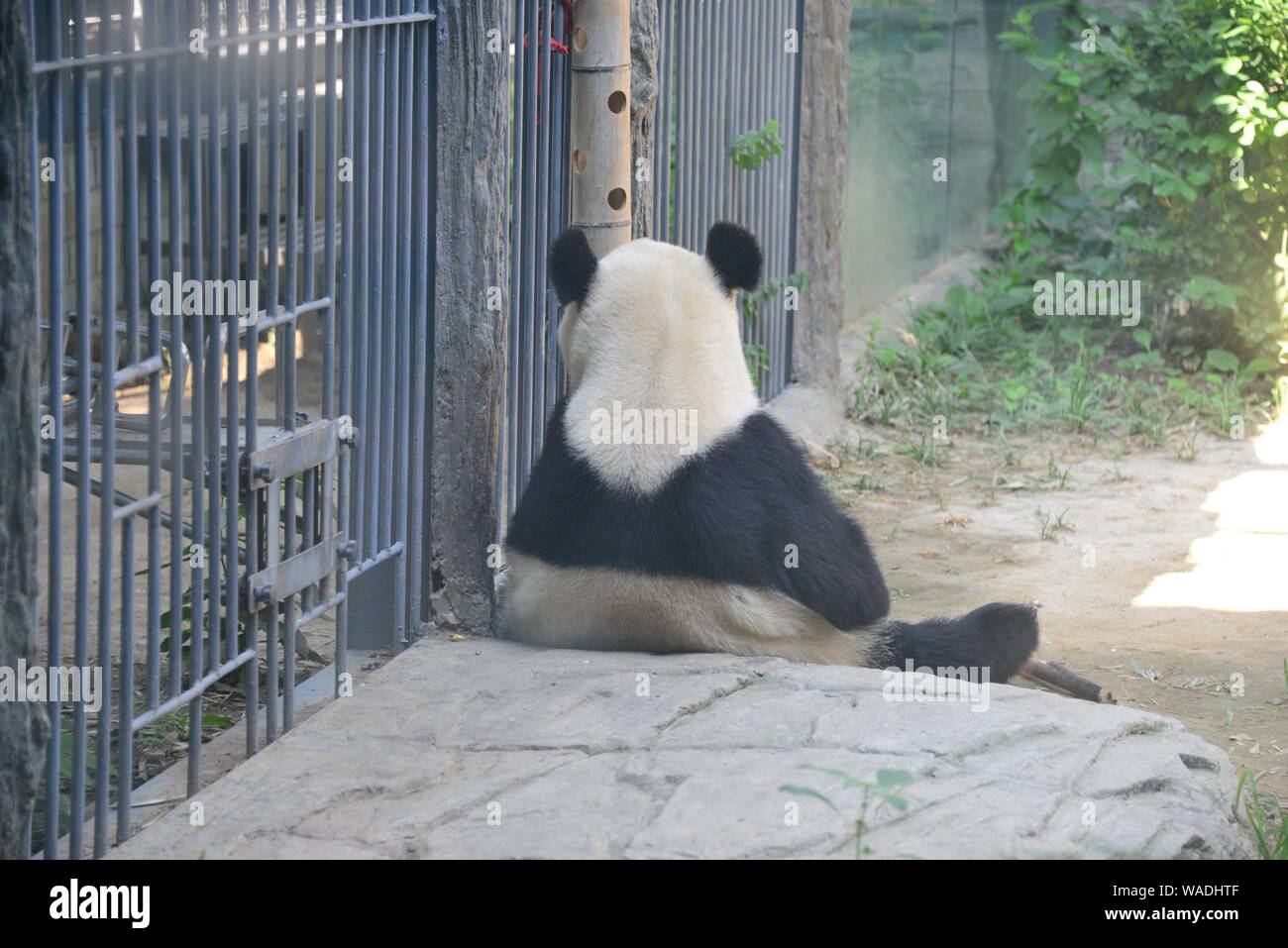 Giant Pandas lie still either on the tree or in the shadow to prevent ...