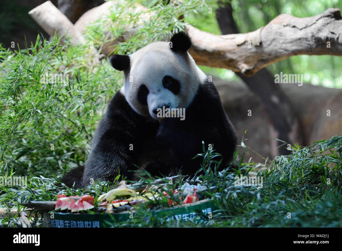 One of the world's only surviving giant panda triplets Ku Ku, enjoys a ...