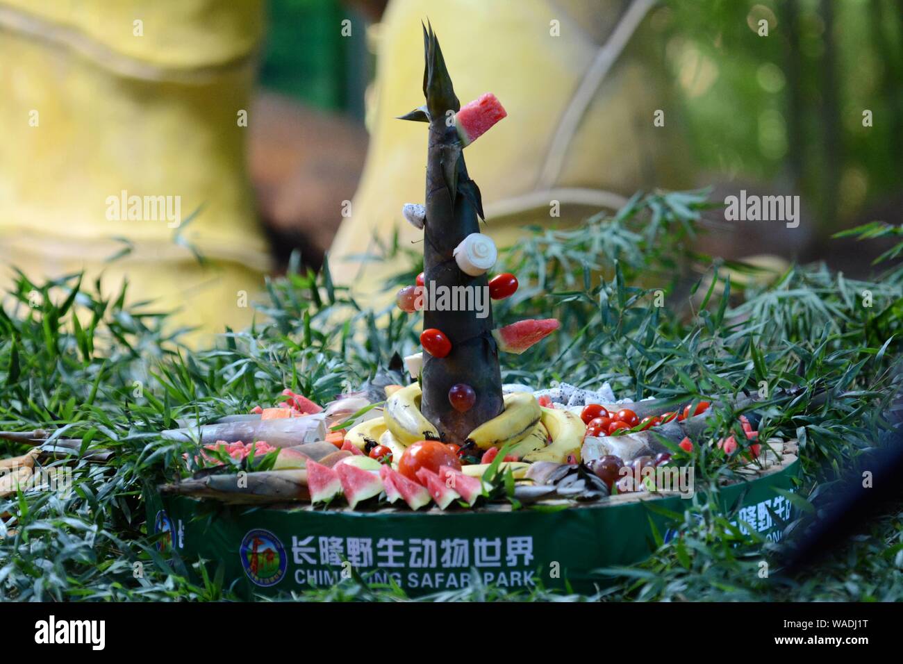 One of the world's only surviving giant panda triplets Ku Ku, enjoys a ...