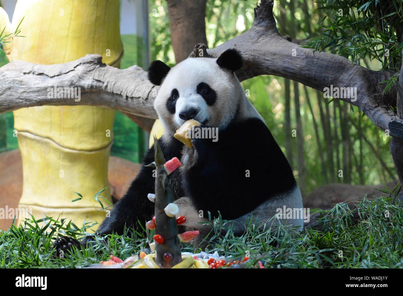 One of the world's only surviving giant panda triplets Ku Ku, enjoys a ...