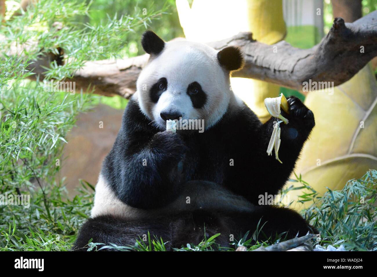 One of the world's only surviving giant panda triplets Ku Ku, enjoys a ...