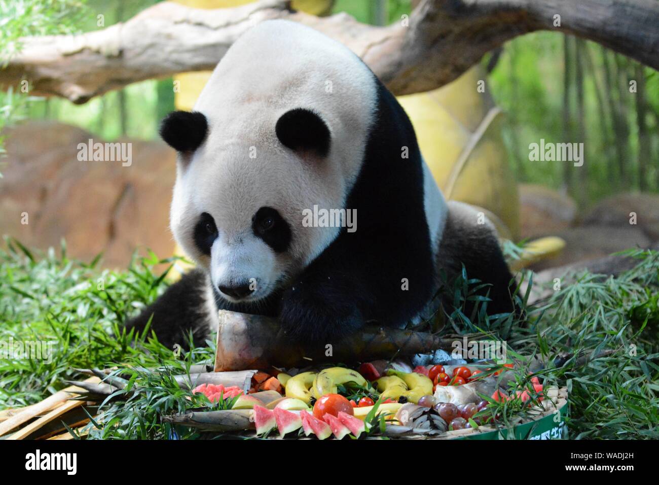 One of the world's only surviving giant panda triplets Ku Ku, enjoys a ...