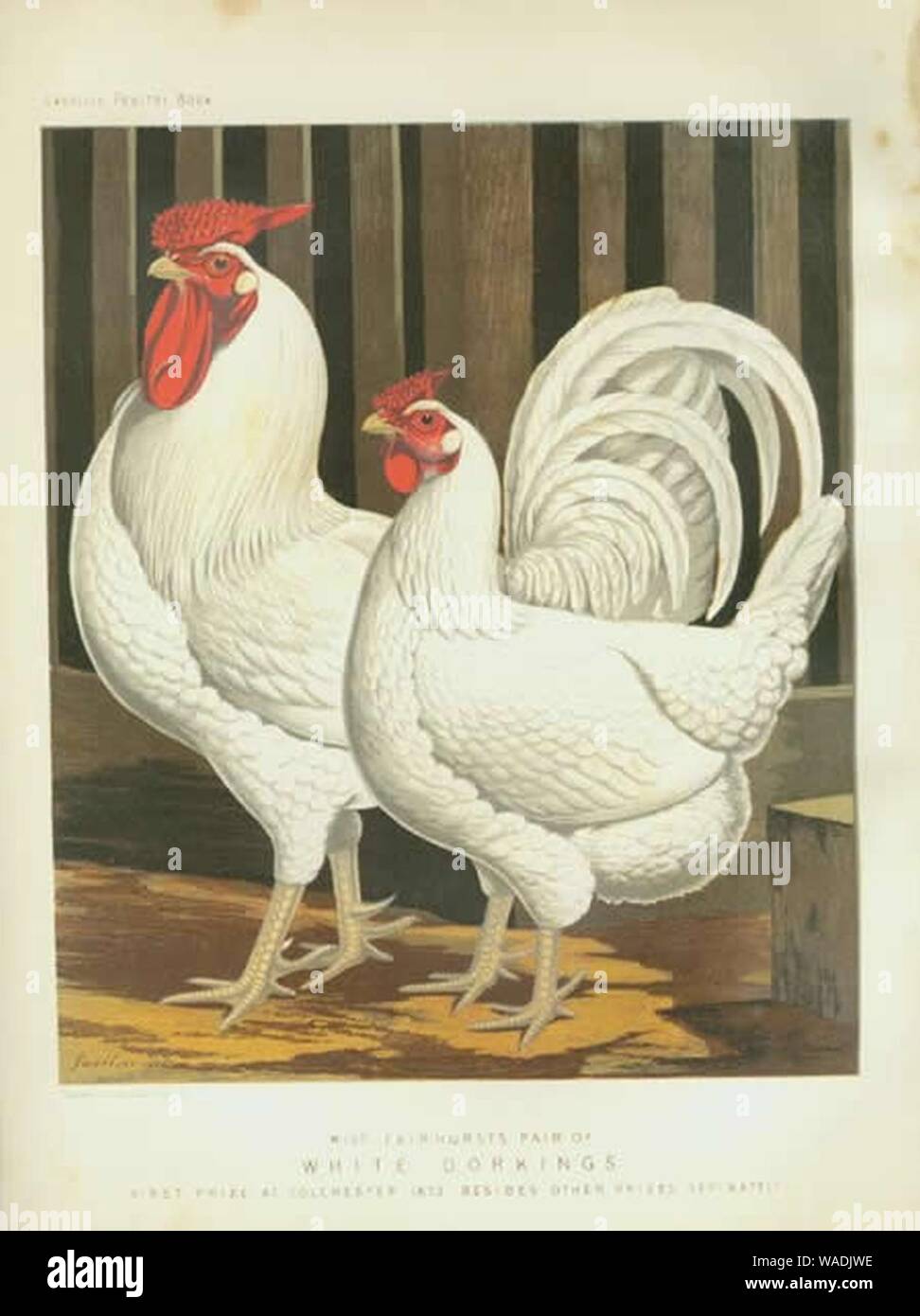 Dorking chicken hi-res stock photography and images - Alamy