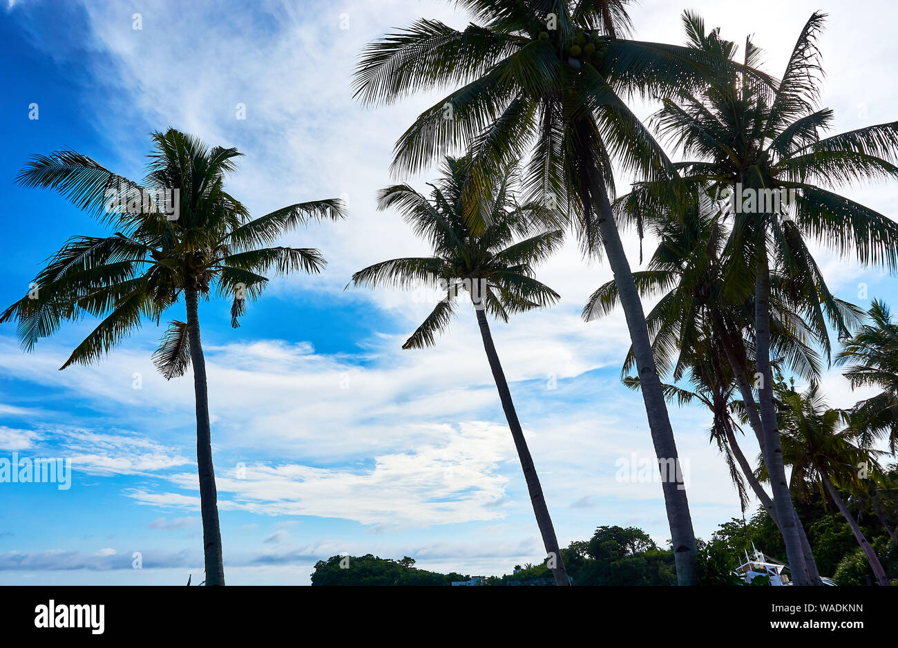 Beach and coconot tree at island Malapascua. Philippines Stock Photo ...