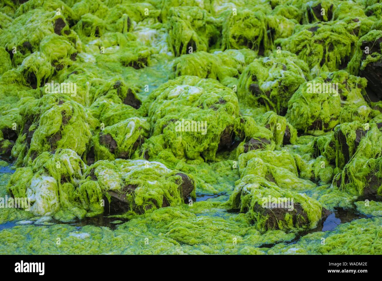 The sea water is covered with blue-green algae bloom along the beach in ...