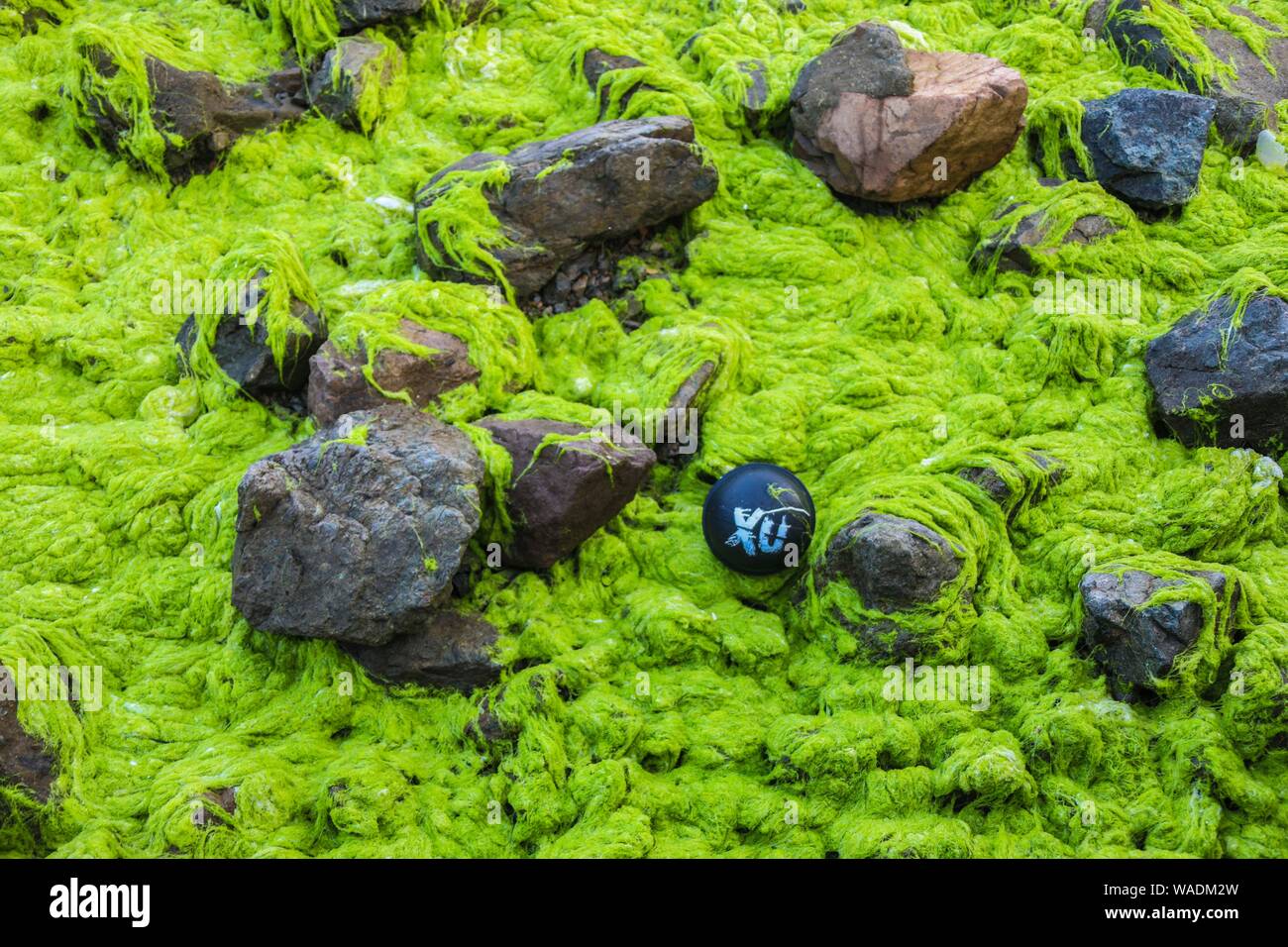 The sea water is covered with blue-green algae bloom along the beach in ...