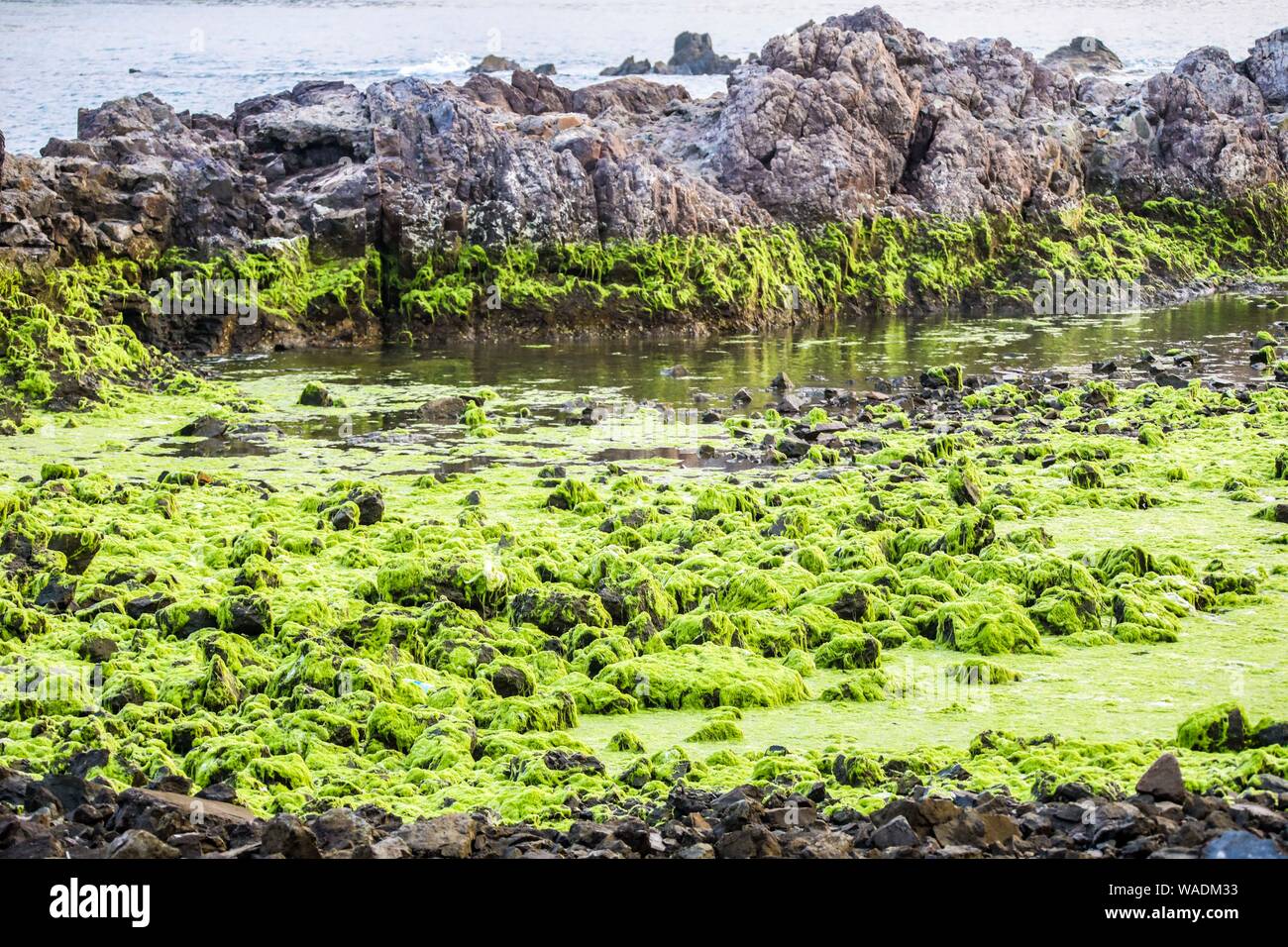 The sea water is covered with blue-green algae bloom along the beach in ...