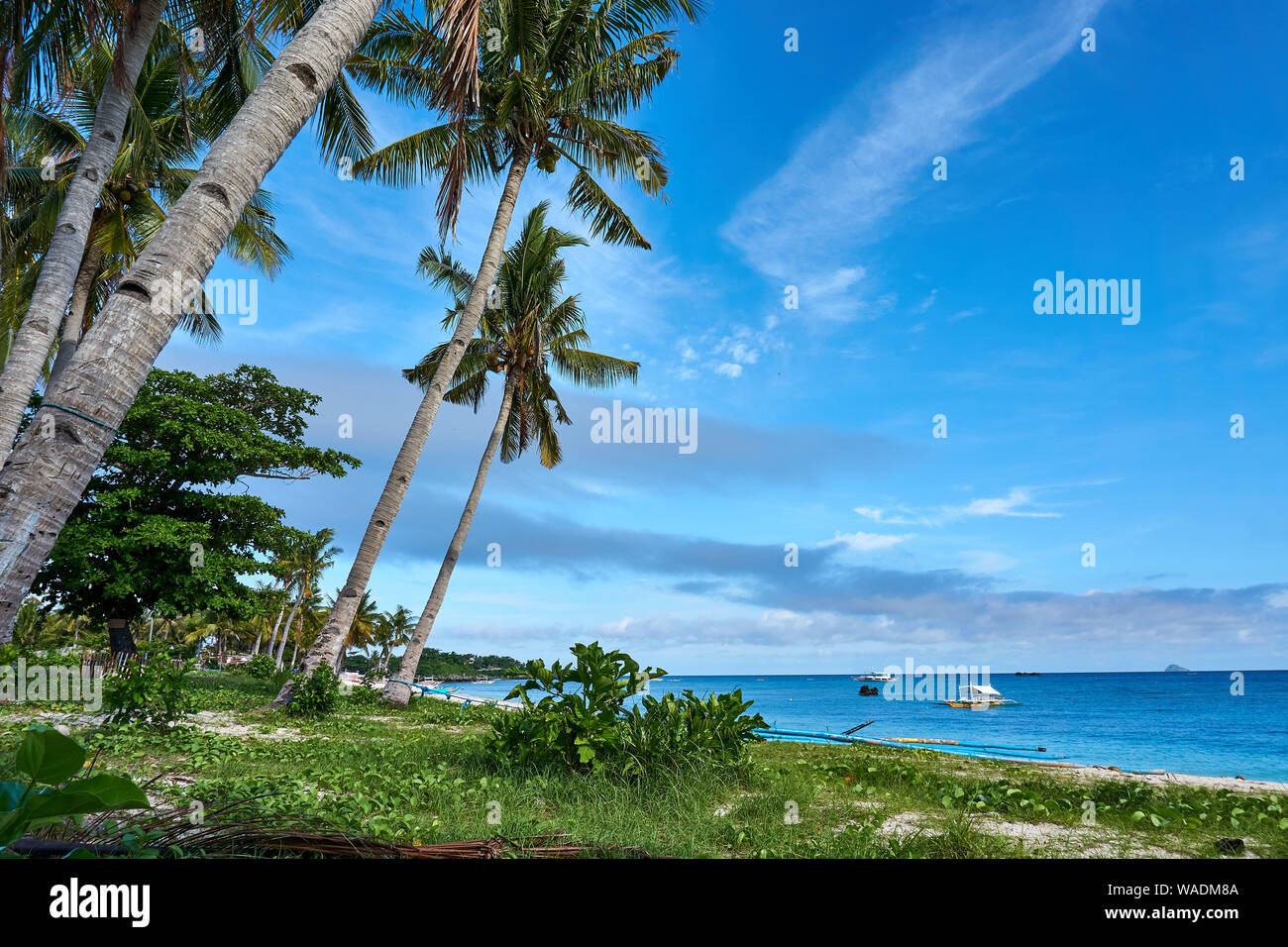 Beach and coconot tree at island Malapascua. Philippines Stock Photo ...