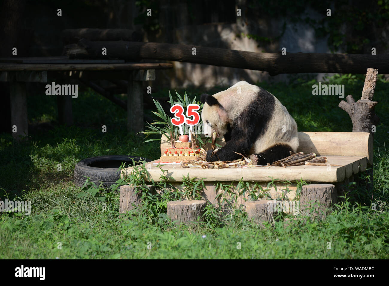 --FILE--The world's oldest captive giant panda Xinxing eats bamboo ...