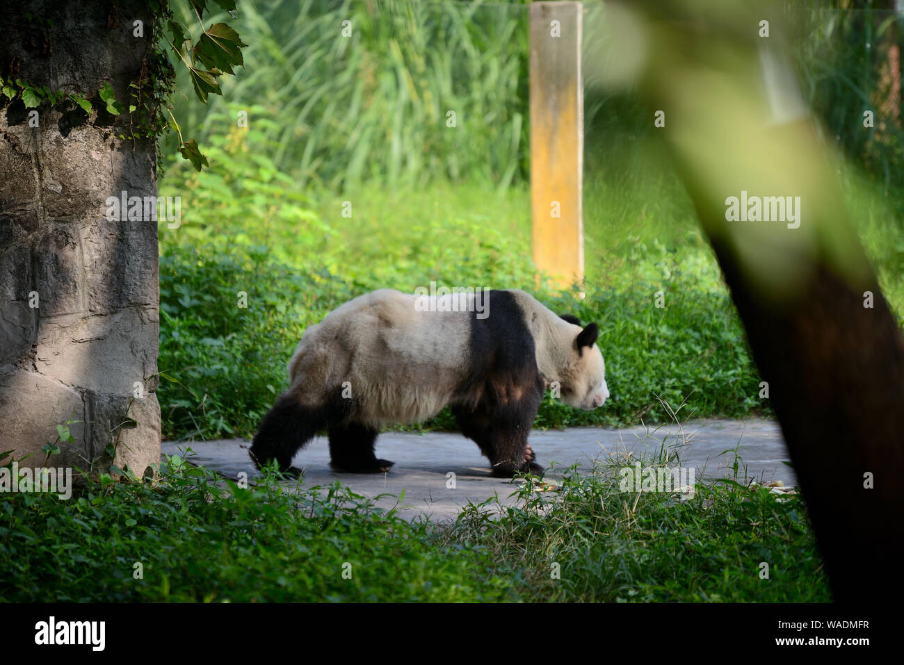 --FILE--The world's oldest captive giant panda Xinxing eats bamboo ...