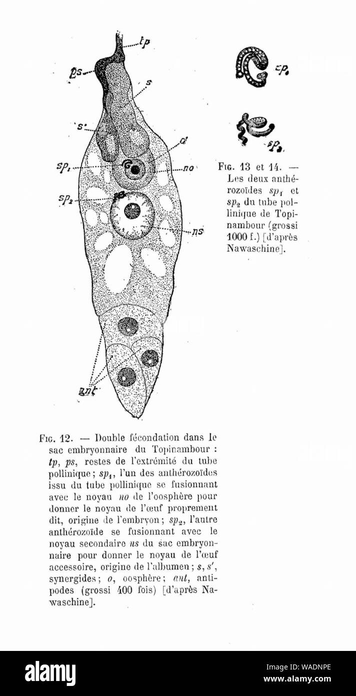 Double fécondation du sac embryonnaire du topinambour Stock Photo - Alamy