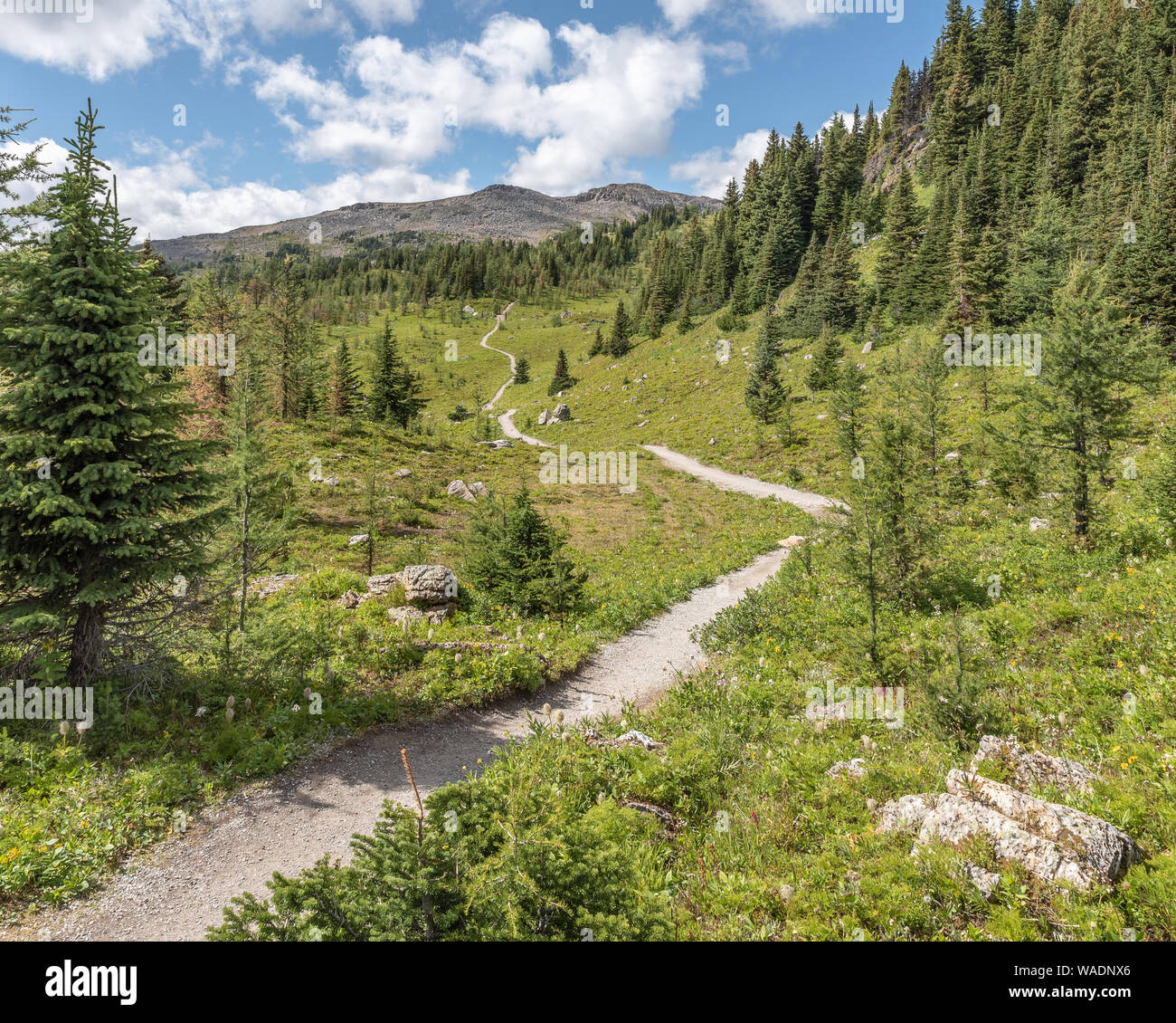 Alpine Tree High Resolution Stock Photography and Images - Alamy