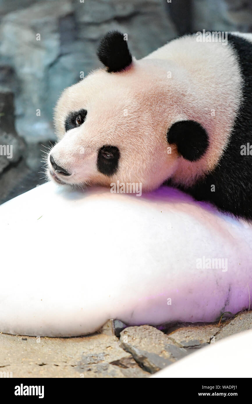 Longlong, the giant panda living at Guangzhou Chimelong Safari Park, to ...