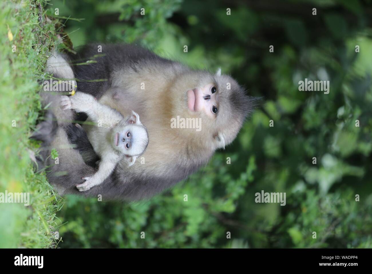 --FILE--The black-and-white snub-nosed monkeys or Yunnan golden hair ...