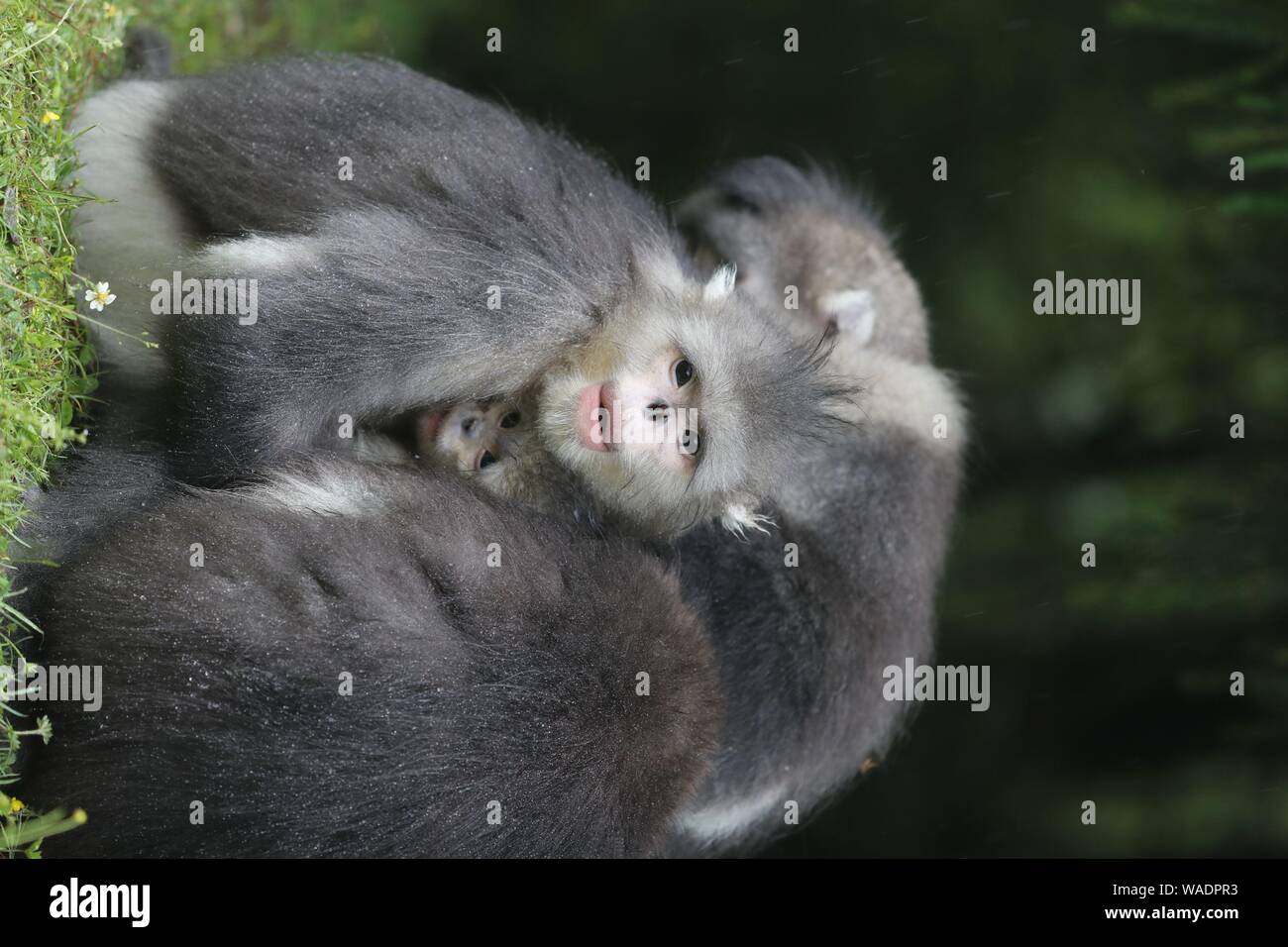 --FILE--The black-and-white snub-nosed monkeys or Yunnan golden hair ...