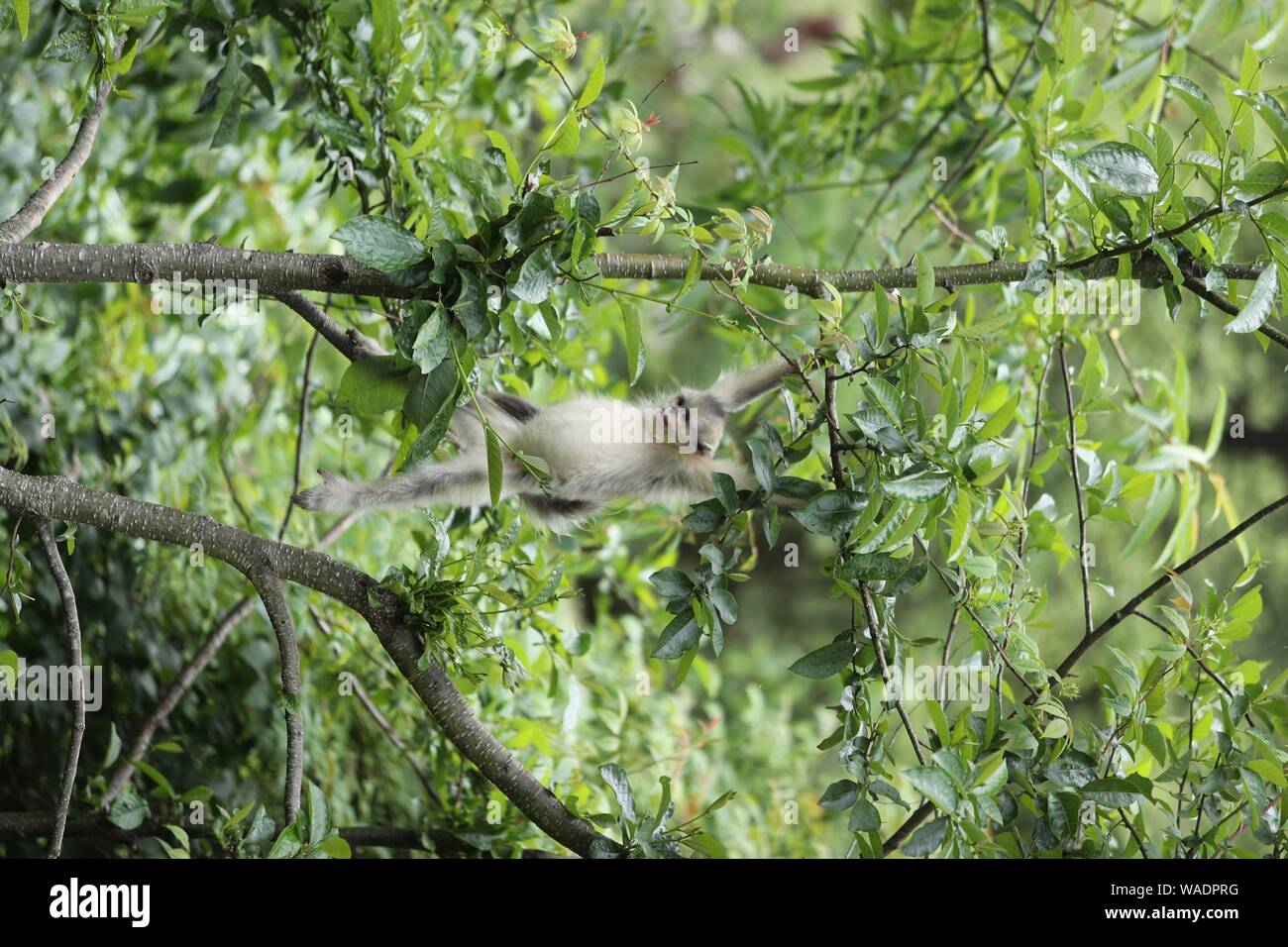 --FILE--The black-and-white snub-nosed monkeys or Yunnan golden hair ...