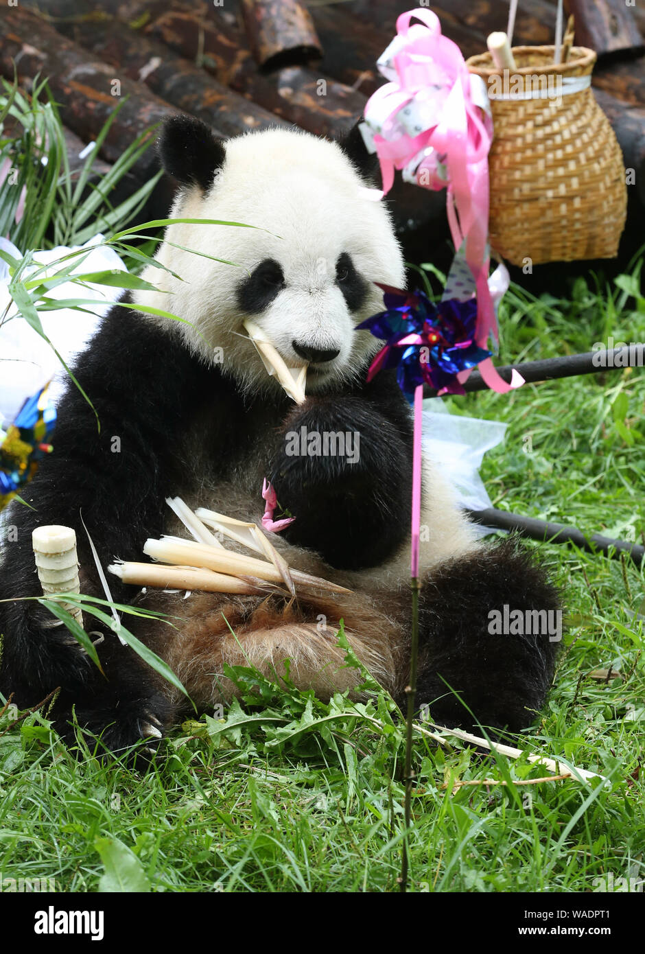 The giant panda Chu Xin enjoys bamboo shoots during a party to ...