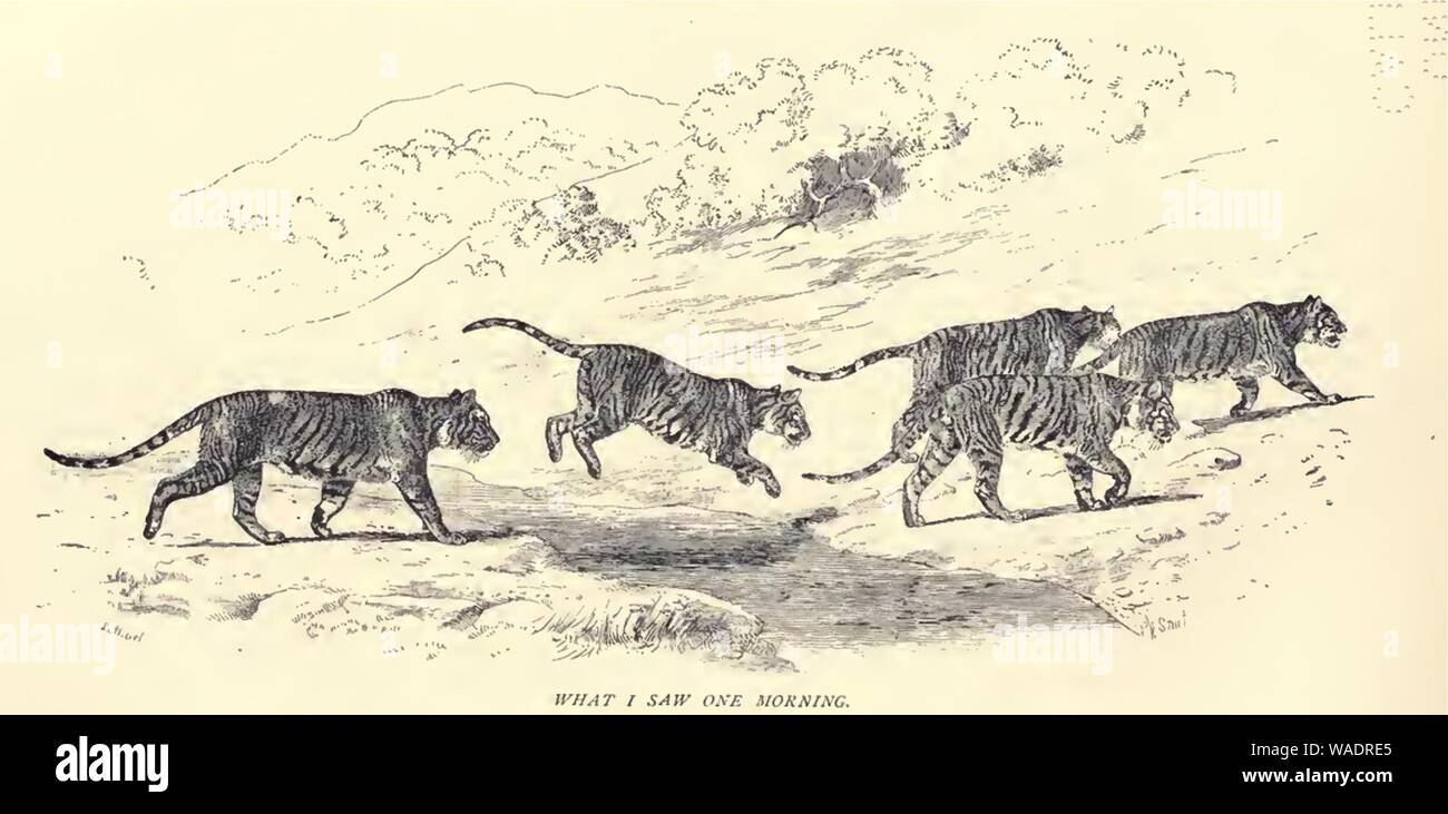 Douglas Hamilton, 5 tigers seen Stock Photo - Alamy