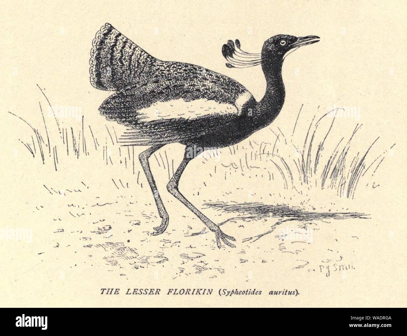 Douglas Hamilton, Lesser Florican Stock Photo - Alamy