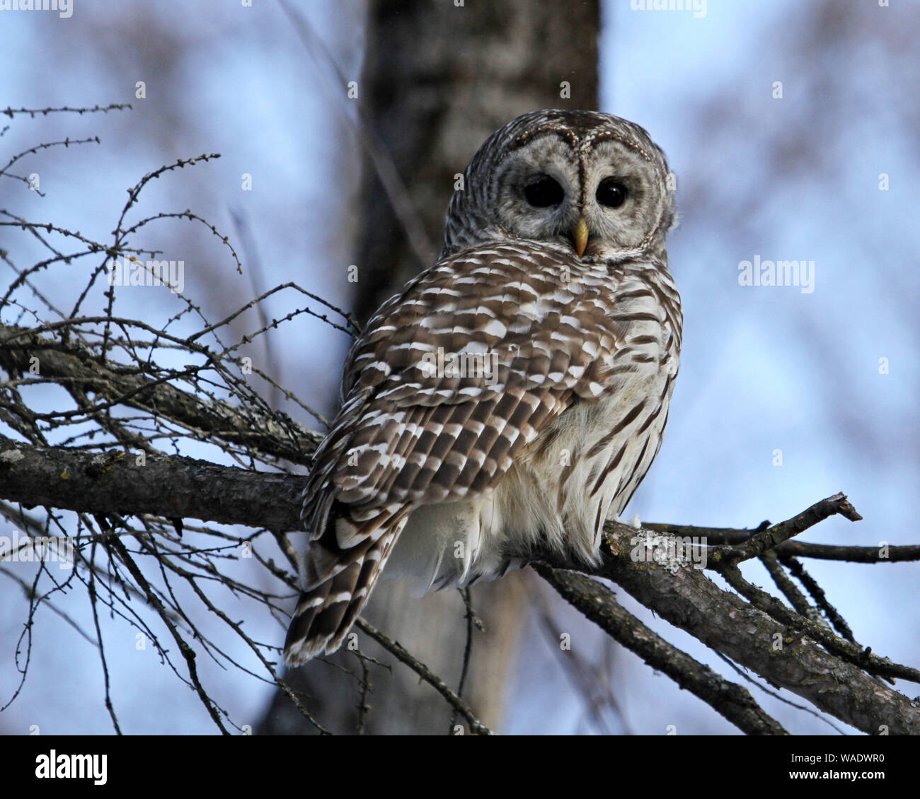 Owling hi-res stock photography and images - Alamy